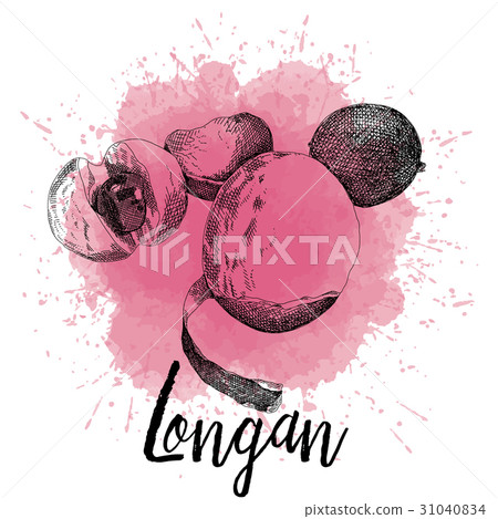 Vector illustration of a longan graphics - Stock Illustration [31040834 ...