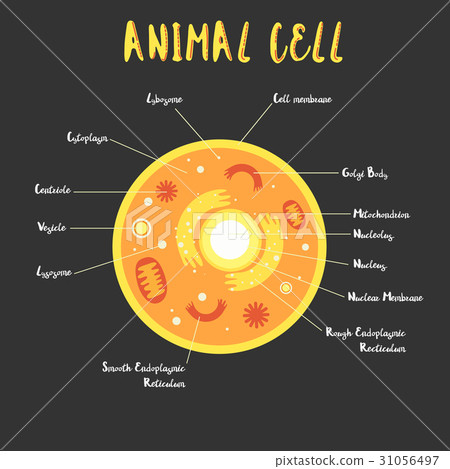 Inside the animal cell-插圖素材 [31056497] - PIXTA圖庫
