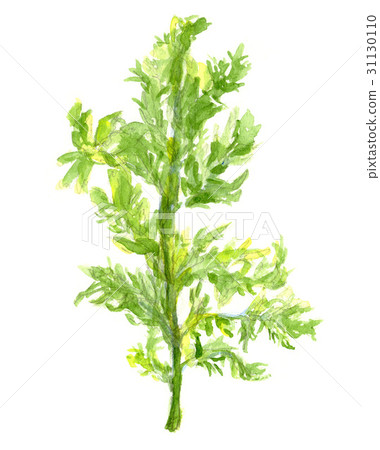 Wasabi greens pale and pencil drawings 1 - Stock Illustration [31130110 ...