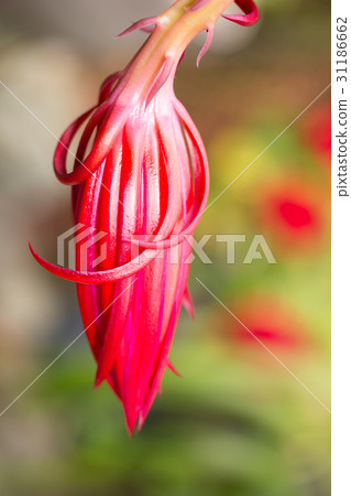 Peacock cactus - Stock Photo [31186662] - PIXTA