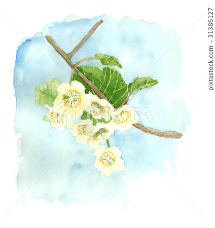 獼猴桃花-插圖素材 [31386127] - PIXTA圖庫