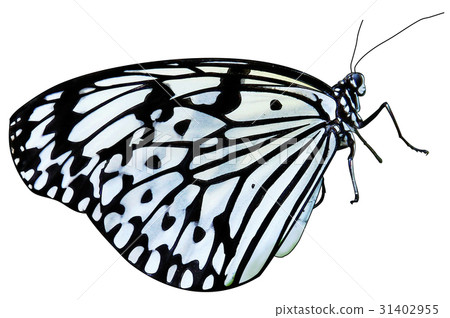 Ogomadara - Stock Illustration [31402955] - PIXTA