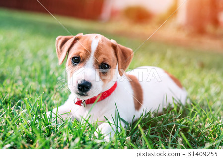 jack-照片素材（圖片） [31409255] - PIXTA圖庫