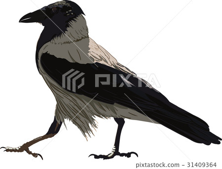 Walking Black Crow - Stock Illustration [31409364] - PIXTA