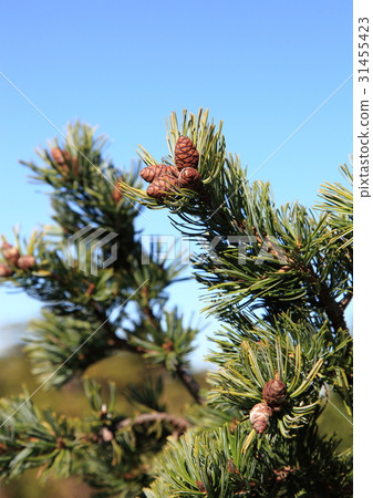Pine wilt seeds - Stock Photo [31455423] - PIXTA