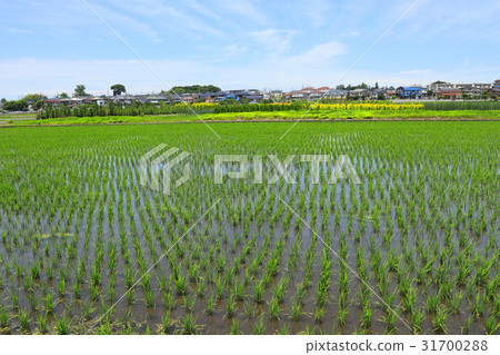 Mid Numa rice field and residential area - Stock Photo [31700288] - PIXTA