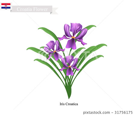 Iris Croatica Flowers, The National Flower Croatia - Stock Illustration ...