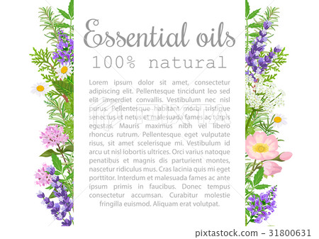 Popular essential oil plants label set. text. - Stock Illustration ...