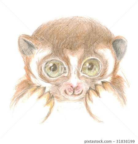 Colored pencil drawing Slow Loris - Stock Illustration [31838199] - PIXTA