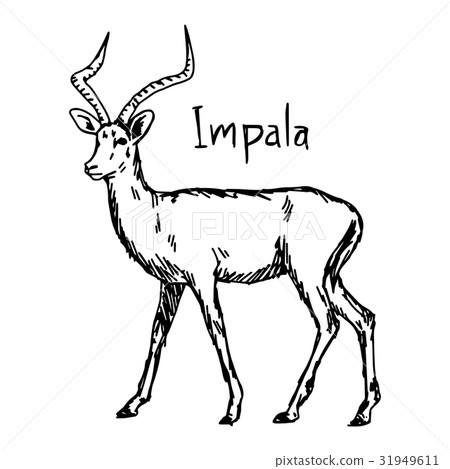 Impala - vector illustration - Stock Illustration [31949611] - PIXTA