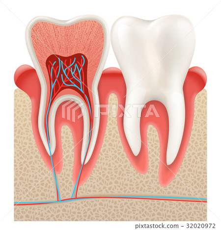 Tooth anatomy closeup cut away. EPS 10 - Stock Illustration [32020972 ...