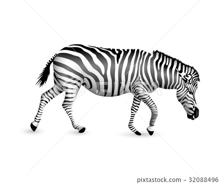 Zebra walking and bend down. - Stock Illustration [32088496] - PIXTA