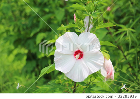 Viscous Flower - Anacetoz