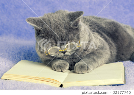 A blue british cat wearing glasses reading book - Stock Photo [32377740 ...