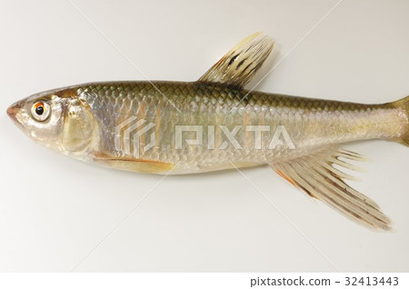 Oikawa (Okawa) Costumes beautiful freshwater fish - Stock Photo ...
