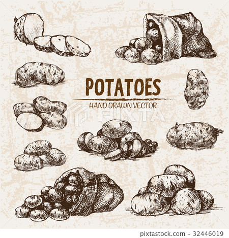 Digital vector detailed line art potato - Stock Illustration [32446019 ...
