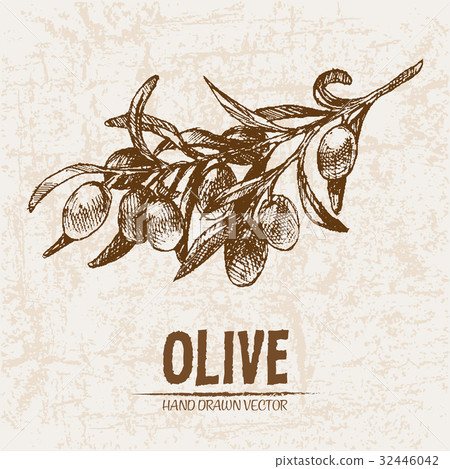 Digital vector detailed line art olive - Stock Illustration [32446042 ...