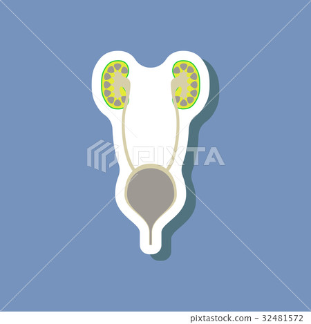 excretory system paper sticker on stylish - Stock Illustration ...