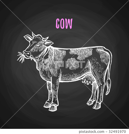 Animal cow in chalk style on blackboard - Stock Illustration [32491970 ...