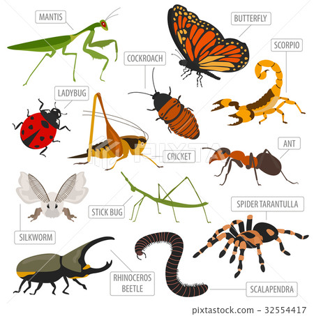 Pet insects breeds icon set flat style isolated -插圖素材 [32554417] - PIXTA圖庫