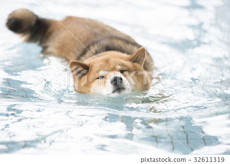 Do Shiba Inus Like To Swim