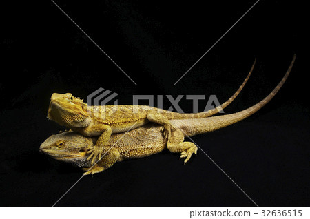 bearded, claws, dragon - Stock Photo [32636515] - PIXTA