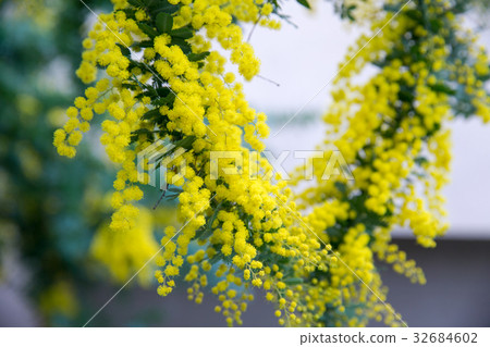 Akashiya (Mimosa) - Stock Photo [32684602] - PIXTA