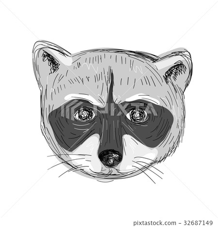 Raccoon Head Front Drawing - Stock Illustration [32687149] - PIXTA