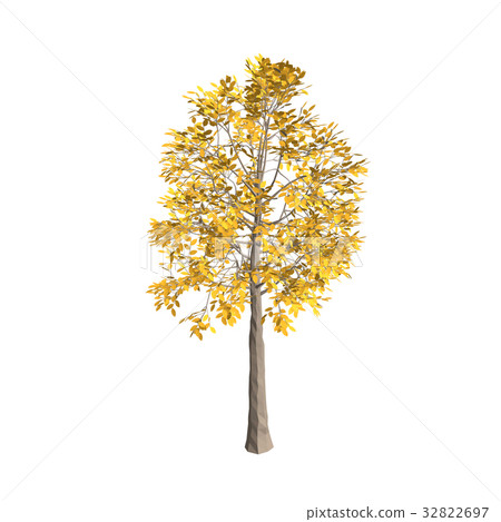 Aspen tree. Isolated on white background. - Stock Illustration ...