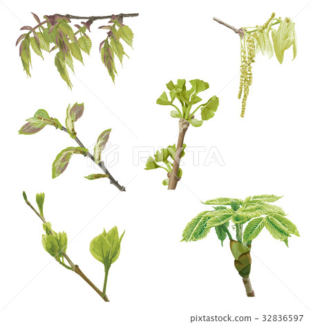 Budding 1 - Stock Illustration [32836597] - PIXTA