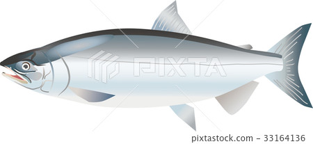 Shirozake - Stock Illustration [33164136] - PIXTA