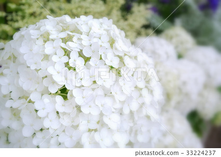 Pure white hydrangea - Stock Photo [33224237] - PIXTA
