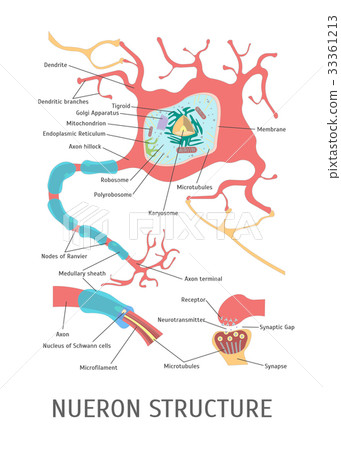 Illustration Of Neuron Anatomy Vector Infographic Stock Neuron Anatomy