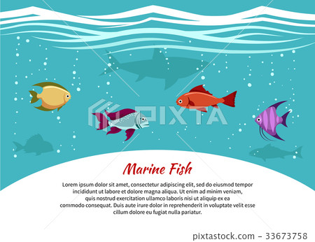 Marine fish poster - Stock Illustration [33673758] - PIXTA