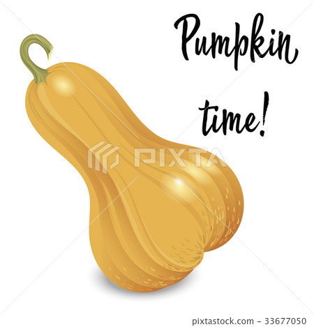 Oblong orange pumpkin isolated on white background - Stock Illustration ...