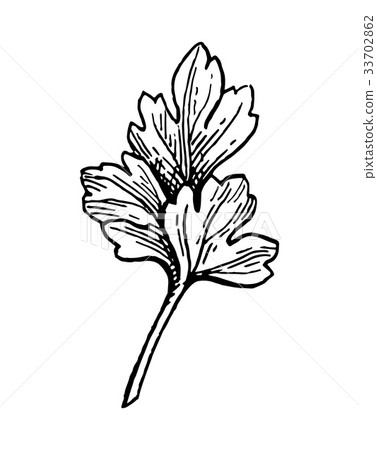 Parsley Drawing