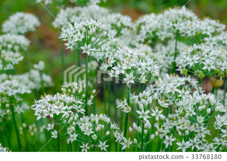 Nira Flower - Stock Photo [33768180] - PIXTA