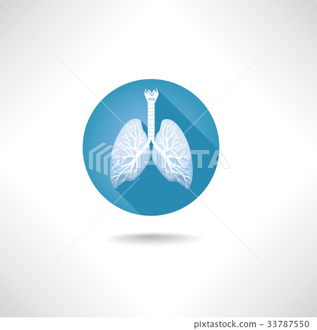 Lungs bronchi icon. Internal organ anatomy sign - Stock Illustration ...