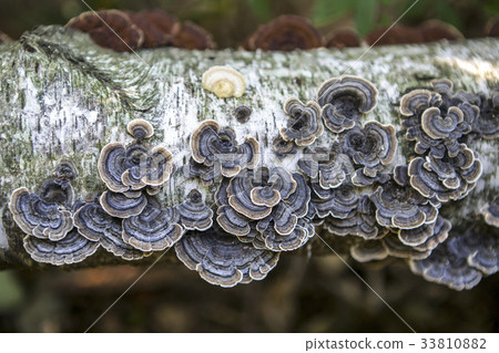Finger Mushroom - Stock Photo [33810882] - PIXTA