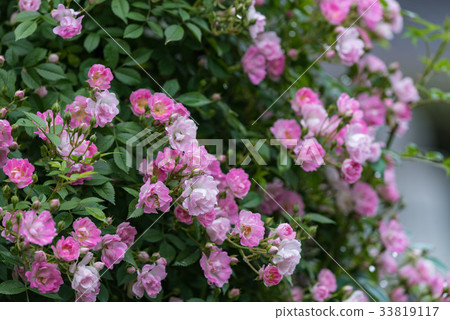 Pink climbing mini roses - Stock Photo [33819117] - PIXTA