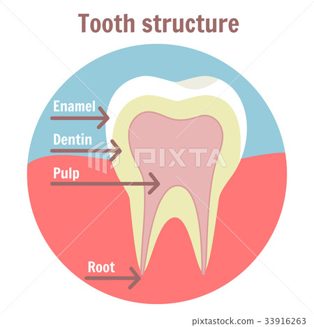 Medical diagram of the structure of human tooth - Stock Illustration ...