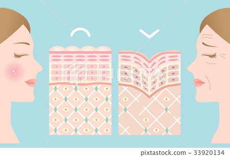 Young skin wrinkle skin cross section - Stock Illustration [33920134 ...