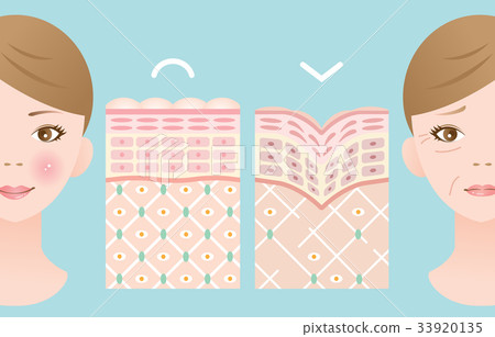 Young skin wrinkle skin cross section - Stock Illustration [33920135 ...