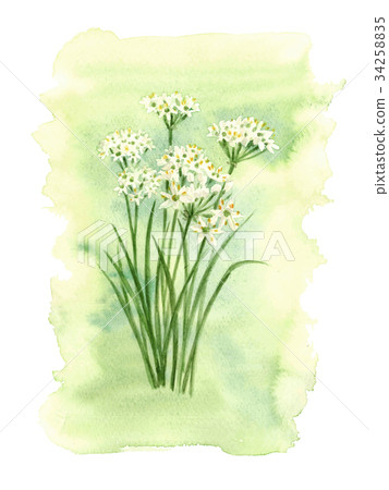 Nira Flower - Stock Illustration [34258835] - PIXTA