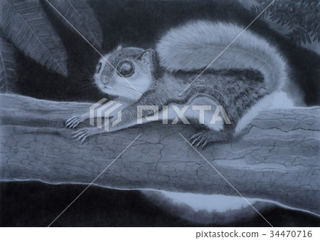 Illustration of Japanese momonga (pencil drawing) - Stock Illustration ...