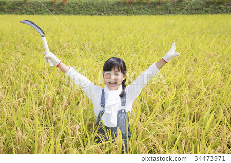 Children who are harvesting rice - Stock Photo [34473971] - PIXTA
