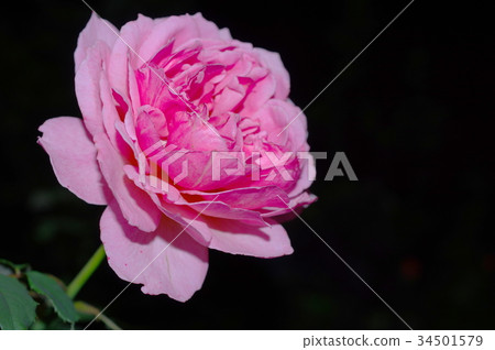 English Rose at Night (Princess Alexandra of Kent) - Stock Photo ...