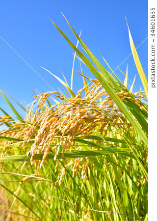 Golden-colored rice fields Autumn landscape in... - Stock Photo ...