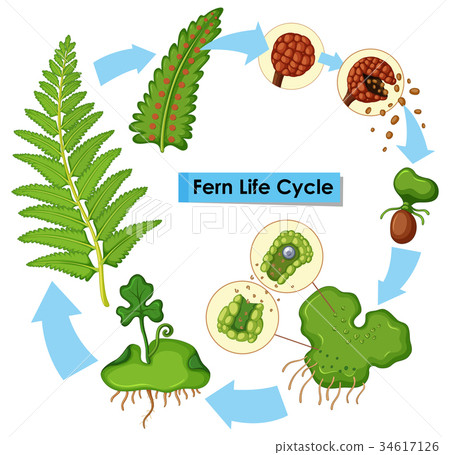 Diagram showing fern life cycle - Stock Illustration [34617126] - PIXTA