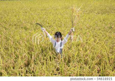 Children who are harvesting rice - Stock Photo [34618915] - PIXTA